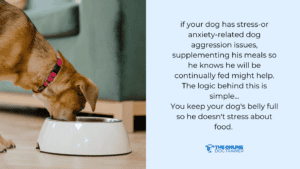 Dog Food Aggression: Why Some Dogs Aggressively Protect Their Dinner ...