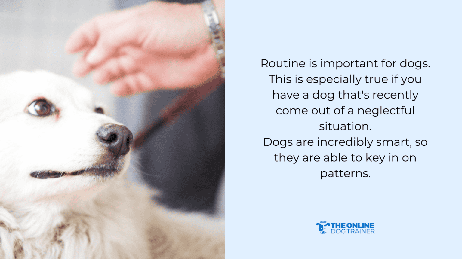 Dog Food Aggression: Why Some Dogs Aggressively Protect Their Dinner ...