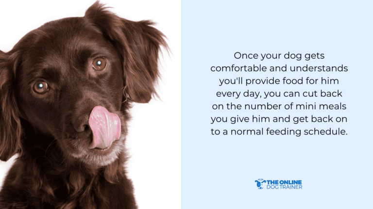 Dog Food Aggression: Why Some Dogs Aggressively Protect Their Dinner ...
