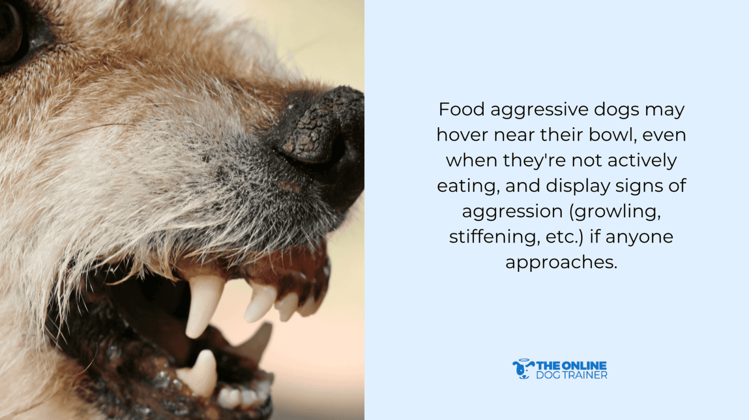 Dog Food Aggression: Why Some Dogs Aggressively Protect Their Dinner ...