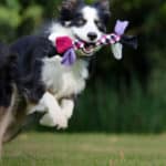 5 Fun Brain Games to Test Your Dog's Intelligence - The Online Dog Trainer