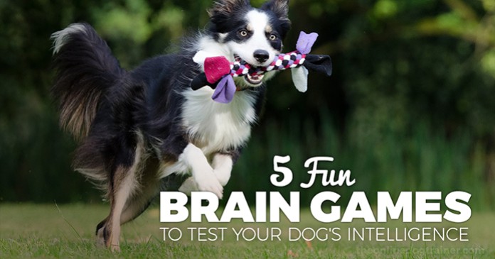 5 Fun Brain Games to Test Your Dog's Intelligence - The Online Dog Trainer