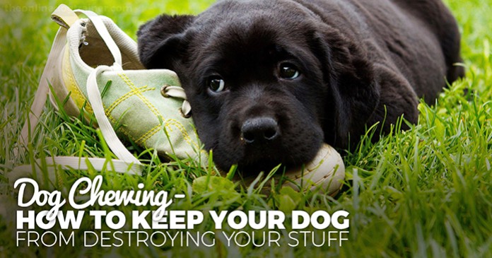 Dog Chewing: How to Keep Your Dog from Destroying Your Stuff - The ...