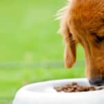 Food Aggression: Why Some Dogs Feel the Need to Aggressively Protect ...