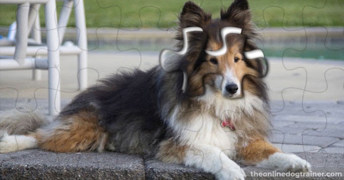 The Missing Link: Why You’re Struggling to Train Your Pup and How a ...