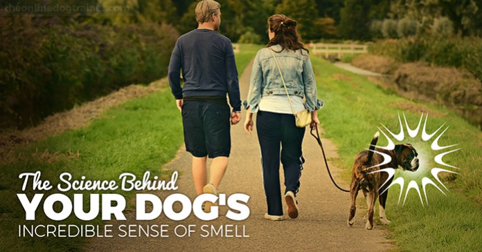 Why Does My Dog Sniff That? The Science Behind Your Dog's Incredible ...
