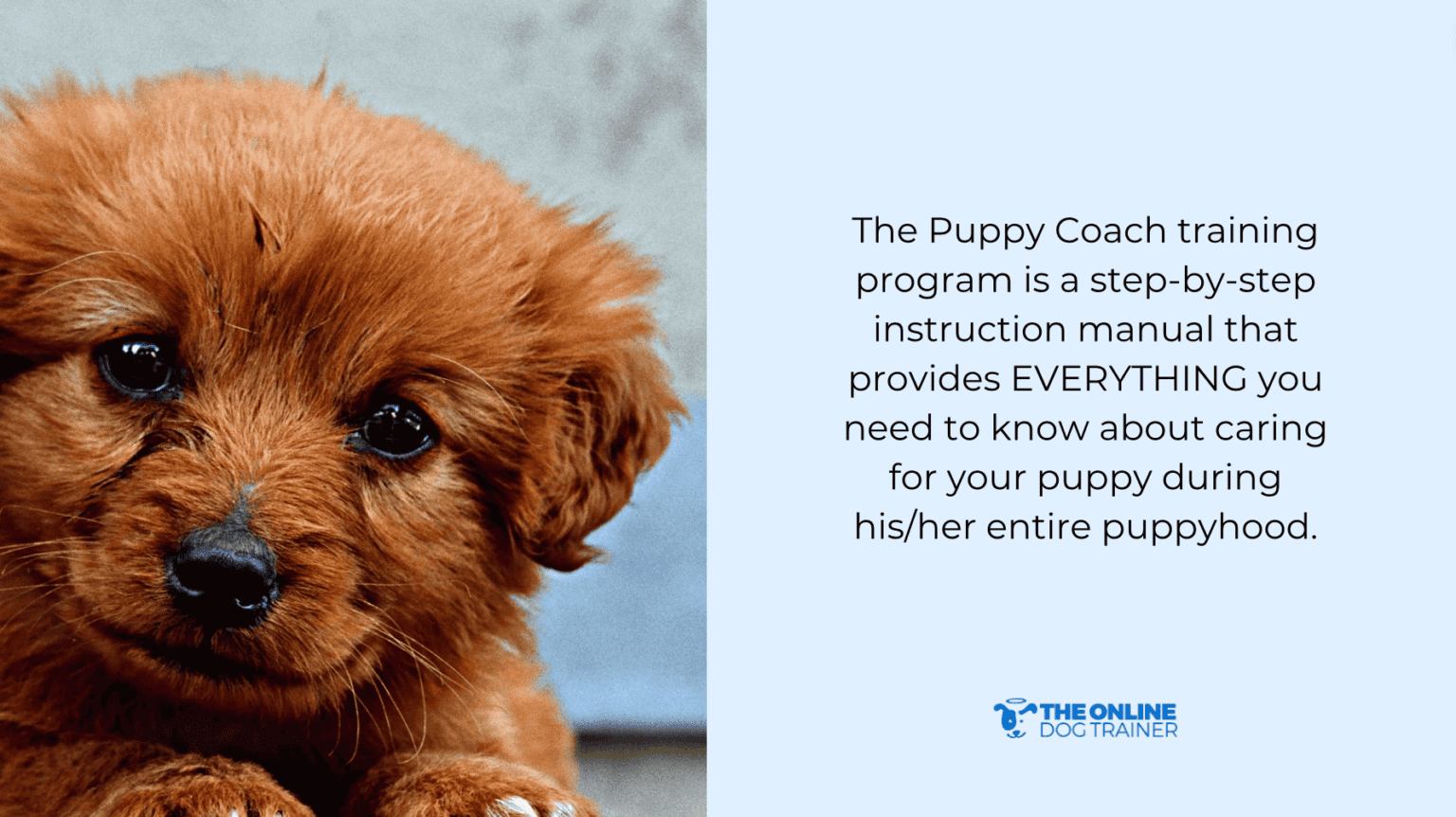 8-Week-Old Puppy Training Schedule: The Ultimate Guide (+Free Sample ...