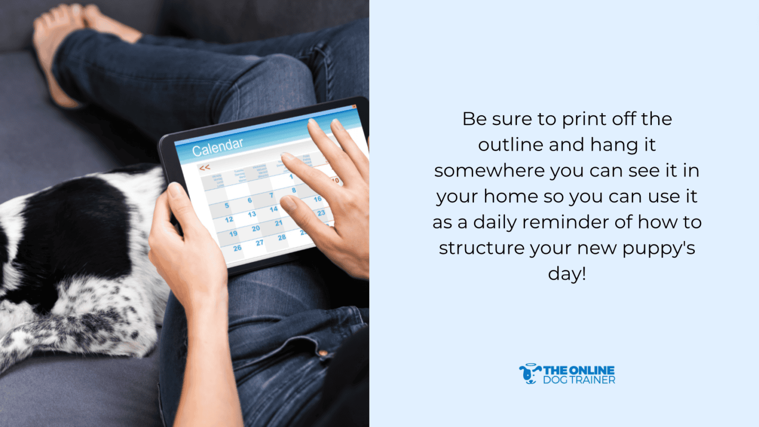 8-Week Puppy Training Schedule: The Ultimate Guide to Training Your New ...