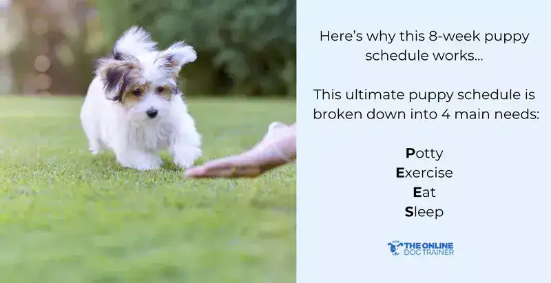 8-Week-Old Puppy Training Schedule: The Ultimate Guide (+Free Sample ...