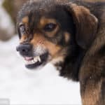 Rescue Dog Series Part 2: Putting an End to Aggressive Behaviors - The ...