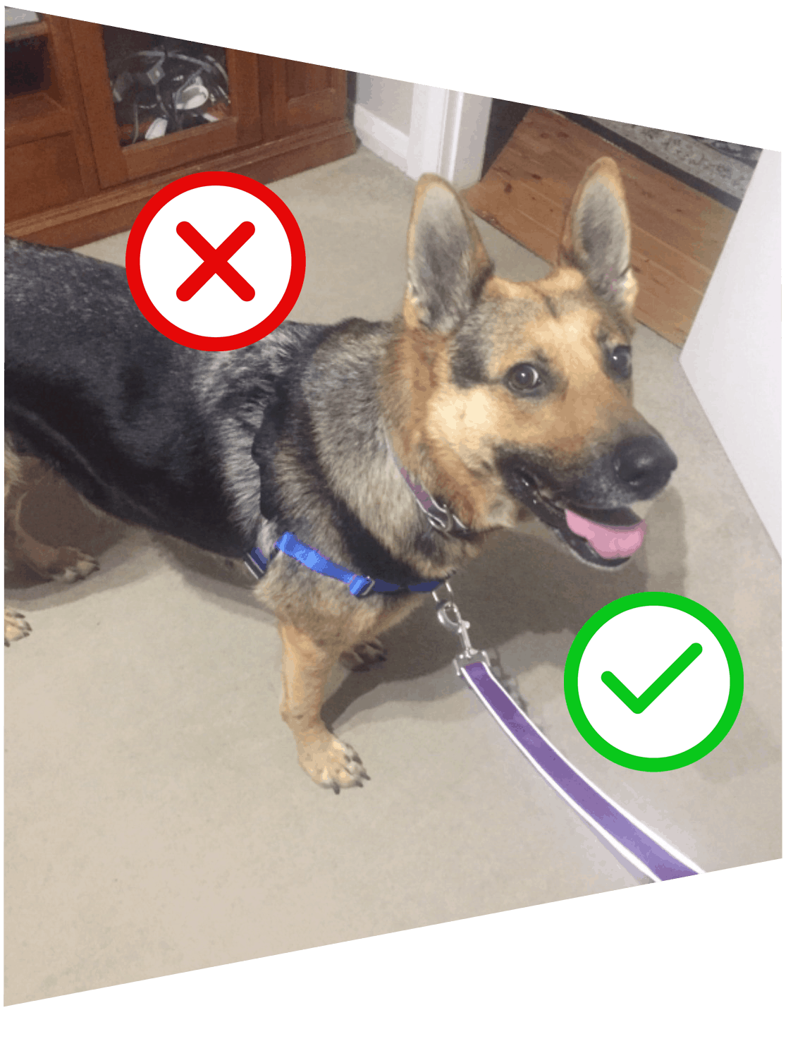 The Online Dog Trainer from Doggy Dan