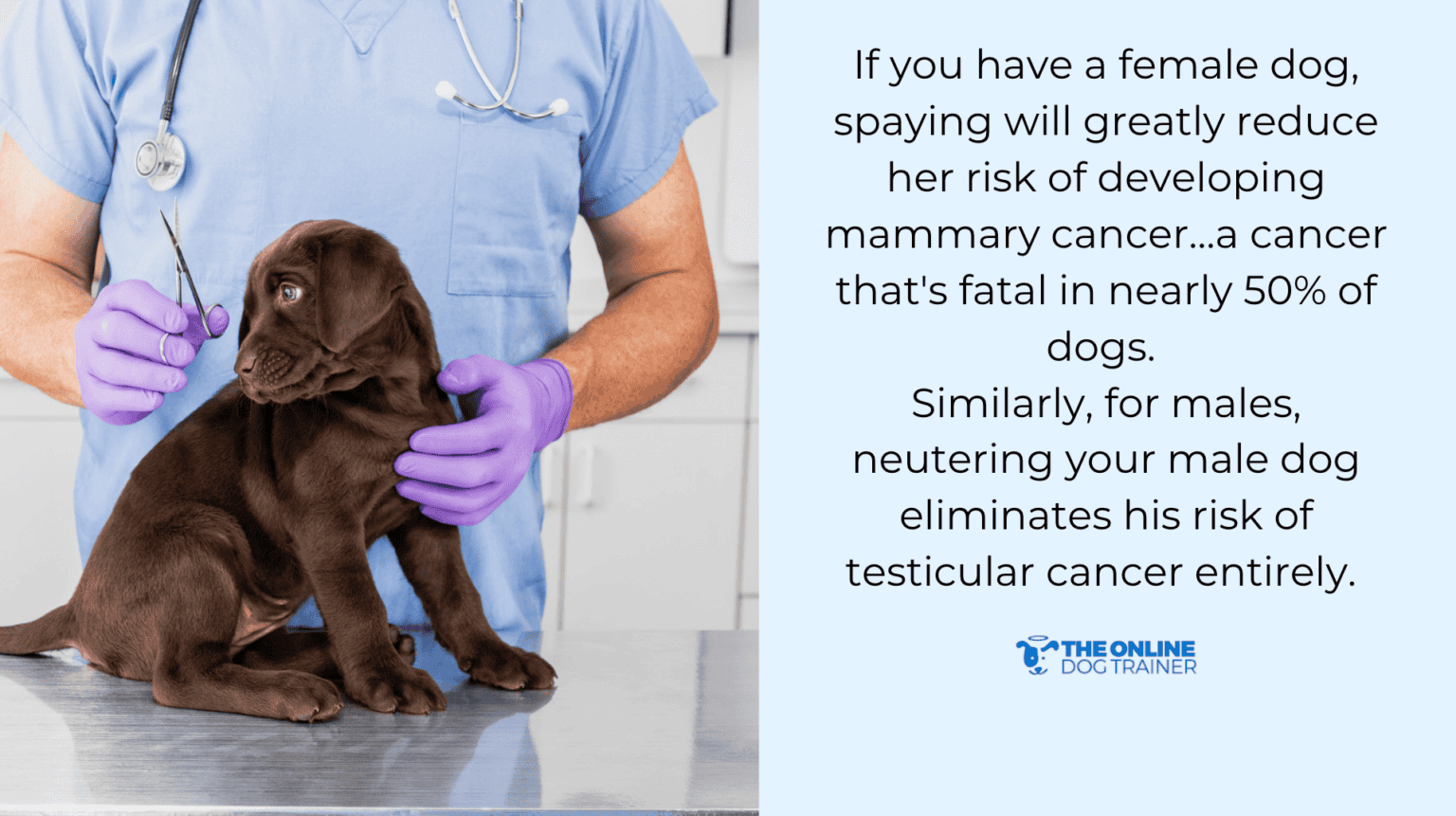 When Should You Neuter Your Dog? A Guide to Timing and Health Benefits