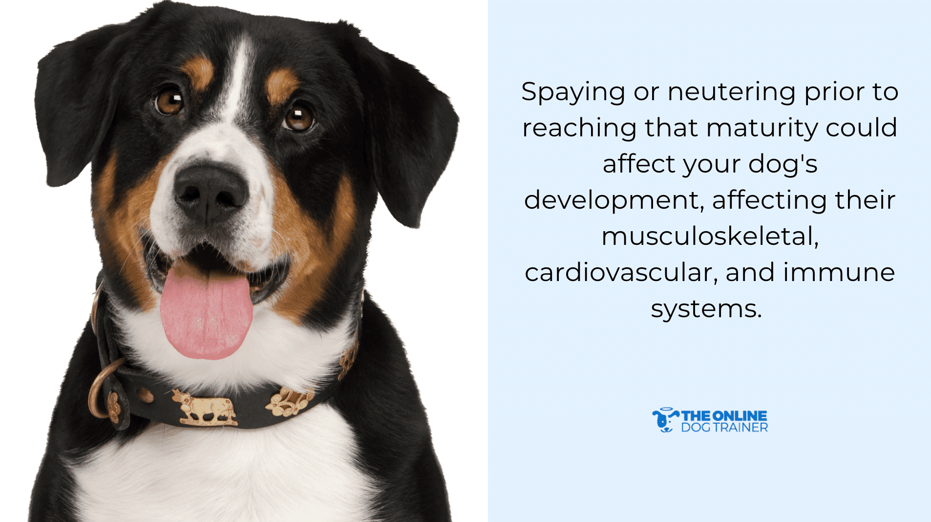 When Should You Neuter Your Dog? A Guide to Timing and Health Benefits