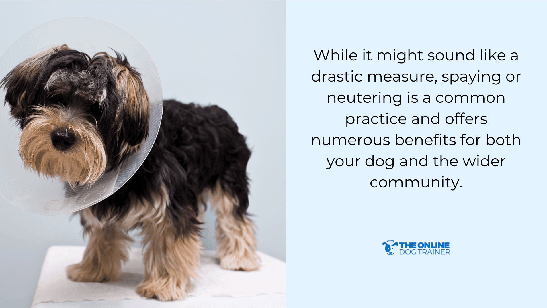 When Should You Neuter Your Dog? A Guide to Timing and Health Benefits