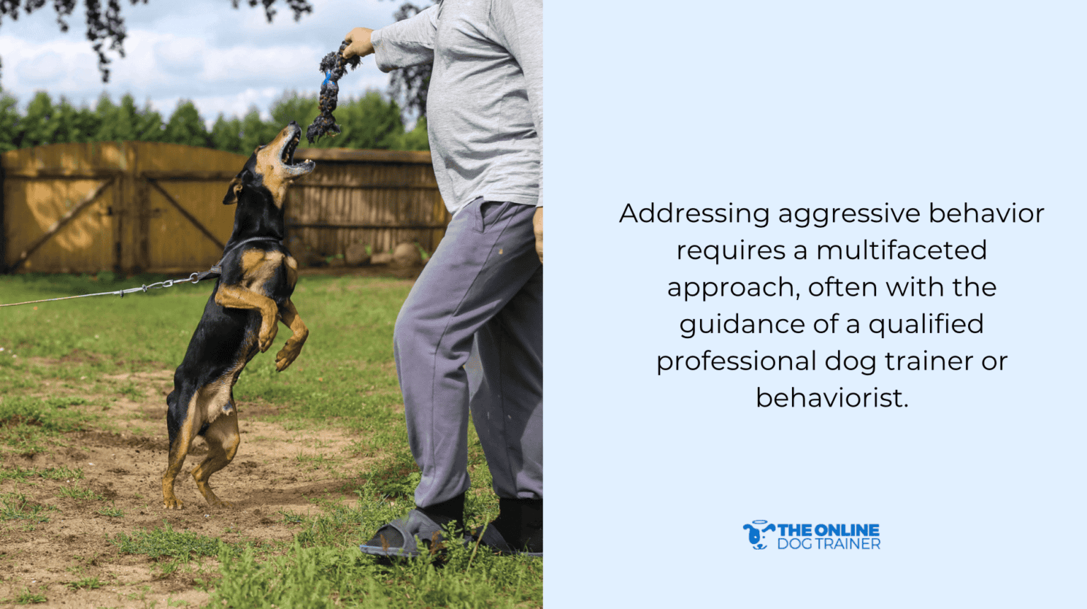 What To Do With An Aggressive Dog: Tips When They Approach You
