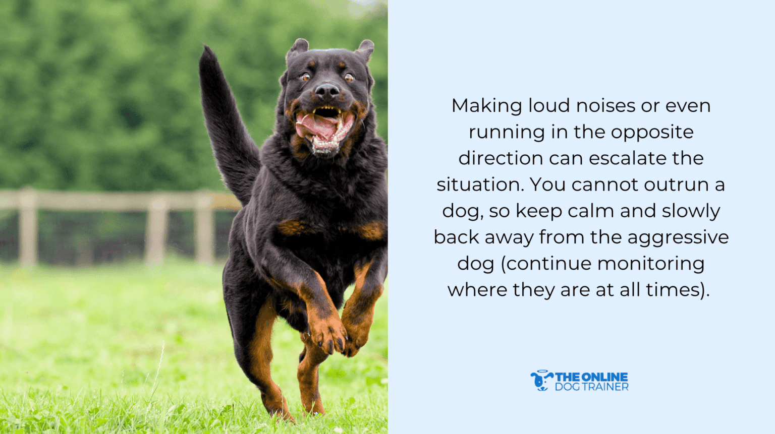 What To Do With An Aggressive Dog: Tips When They Approach You