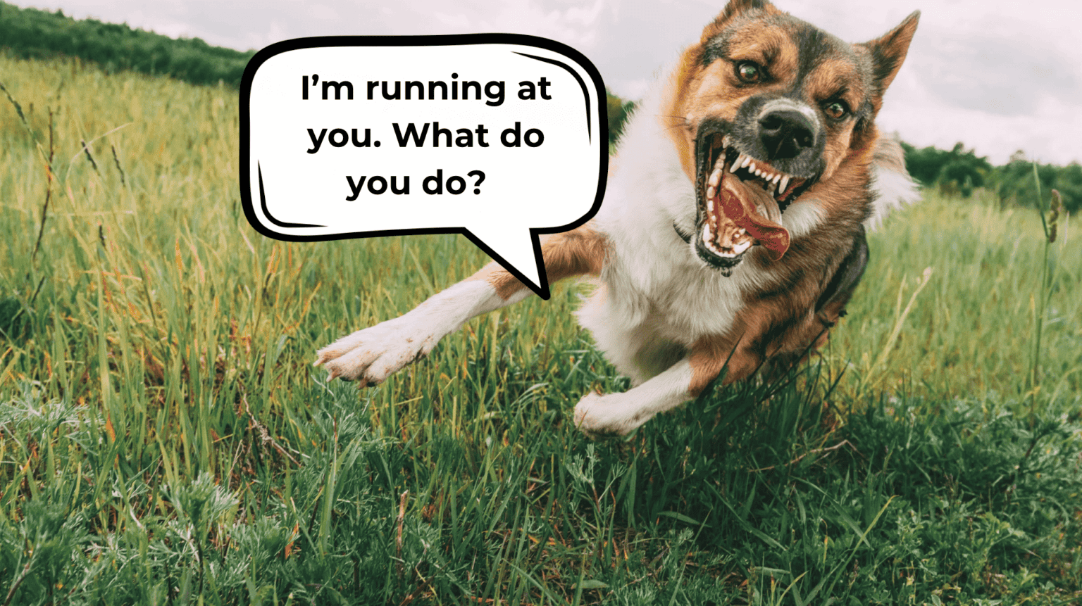 What To Do With An Aggressive Dog: Tips When They Approach You