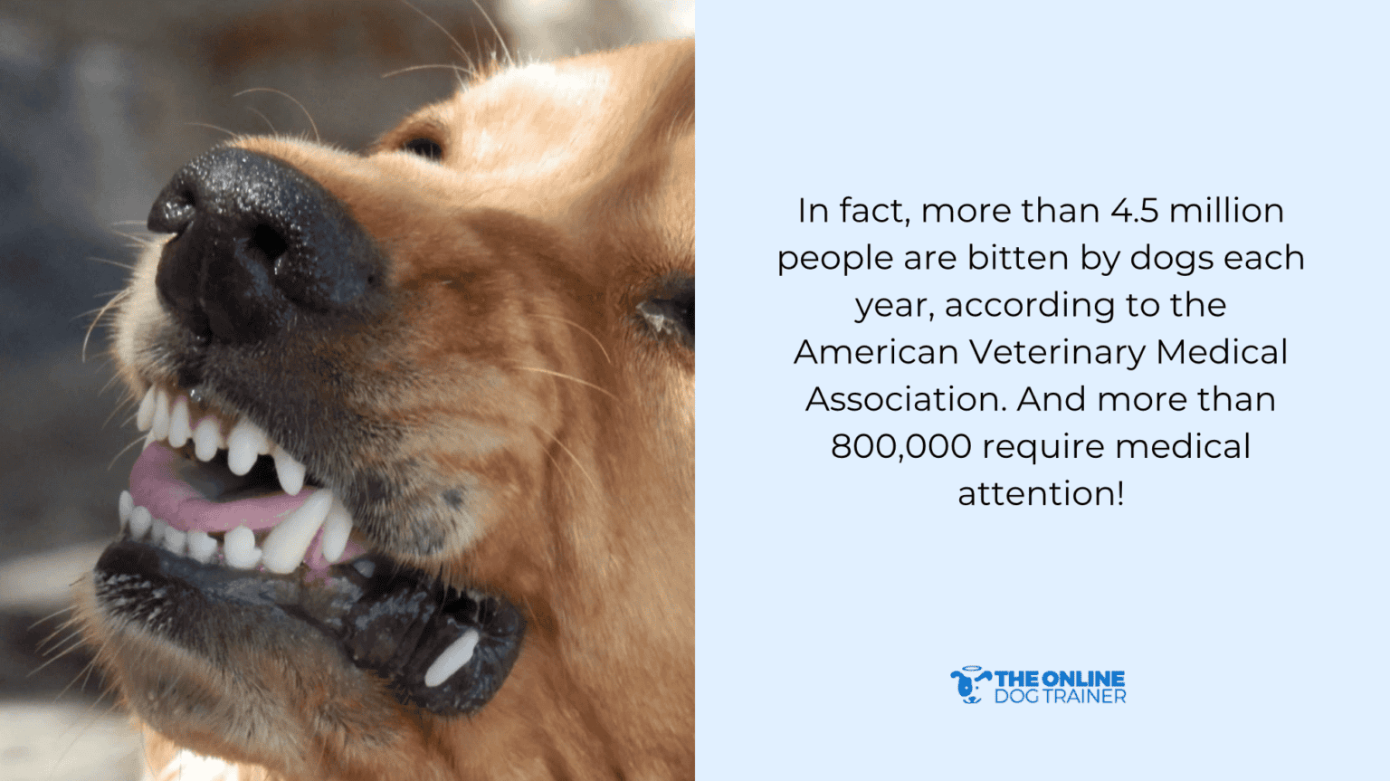 What To Do With An Aggressive Dog: Tips When They Approach You