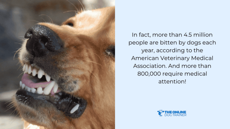 What To Do With An Aggressive Dog: Tips When They Approach You