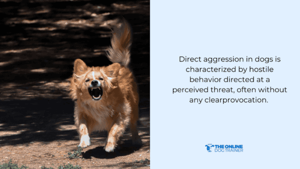 What To Do With An Aggressive Dog: Tips When They Approach You