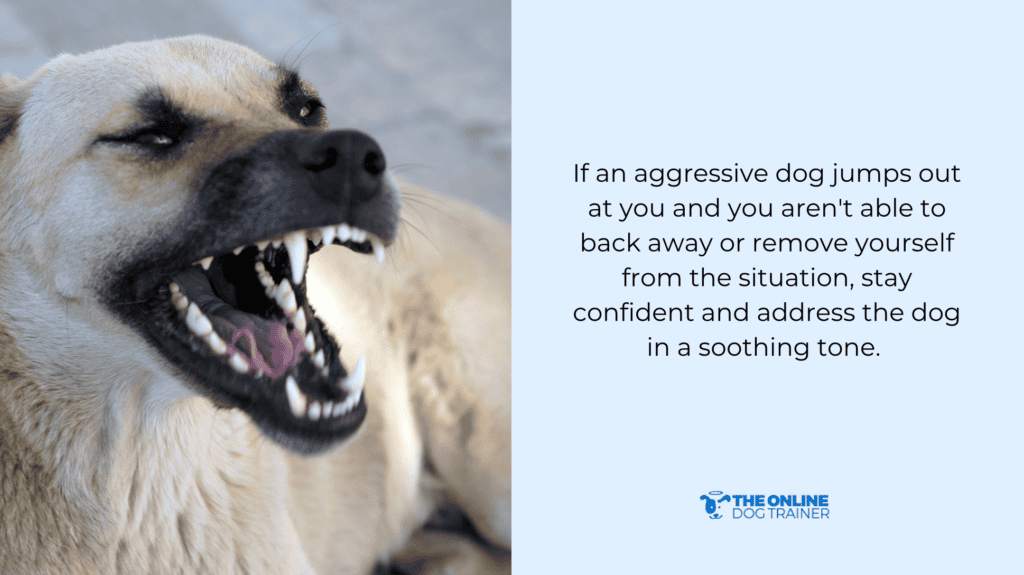 What To Do With An Aggressive Dog: Tips When They Approach You