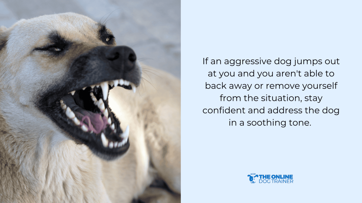 What To Do With An Aggressive Dog: Tips When They Approach You