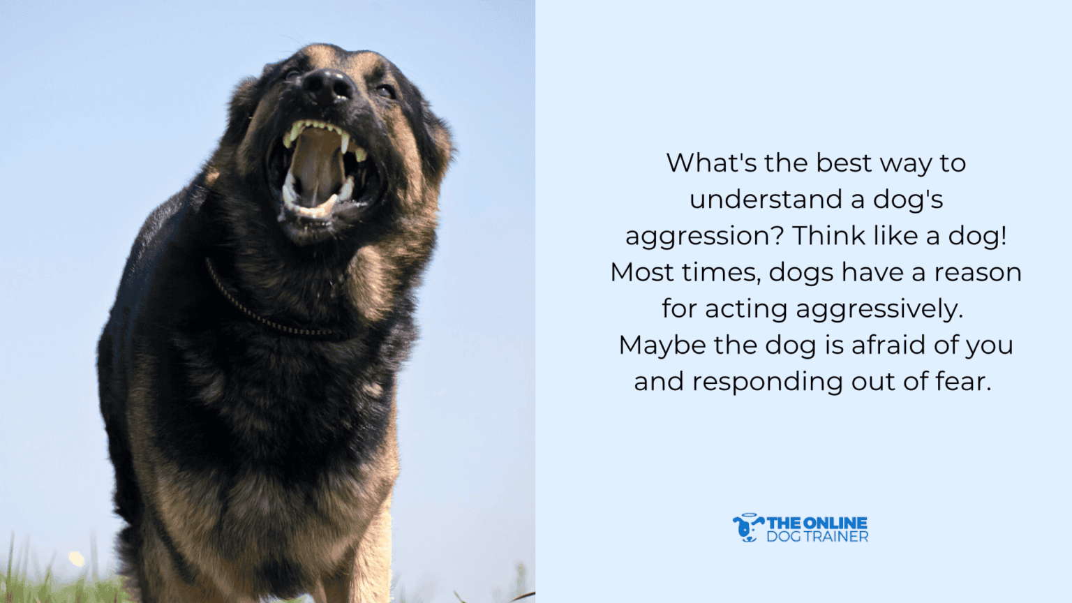 What To Do With An Aggressive Dog: Tips When They Approach You
