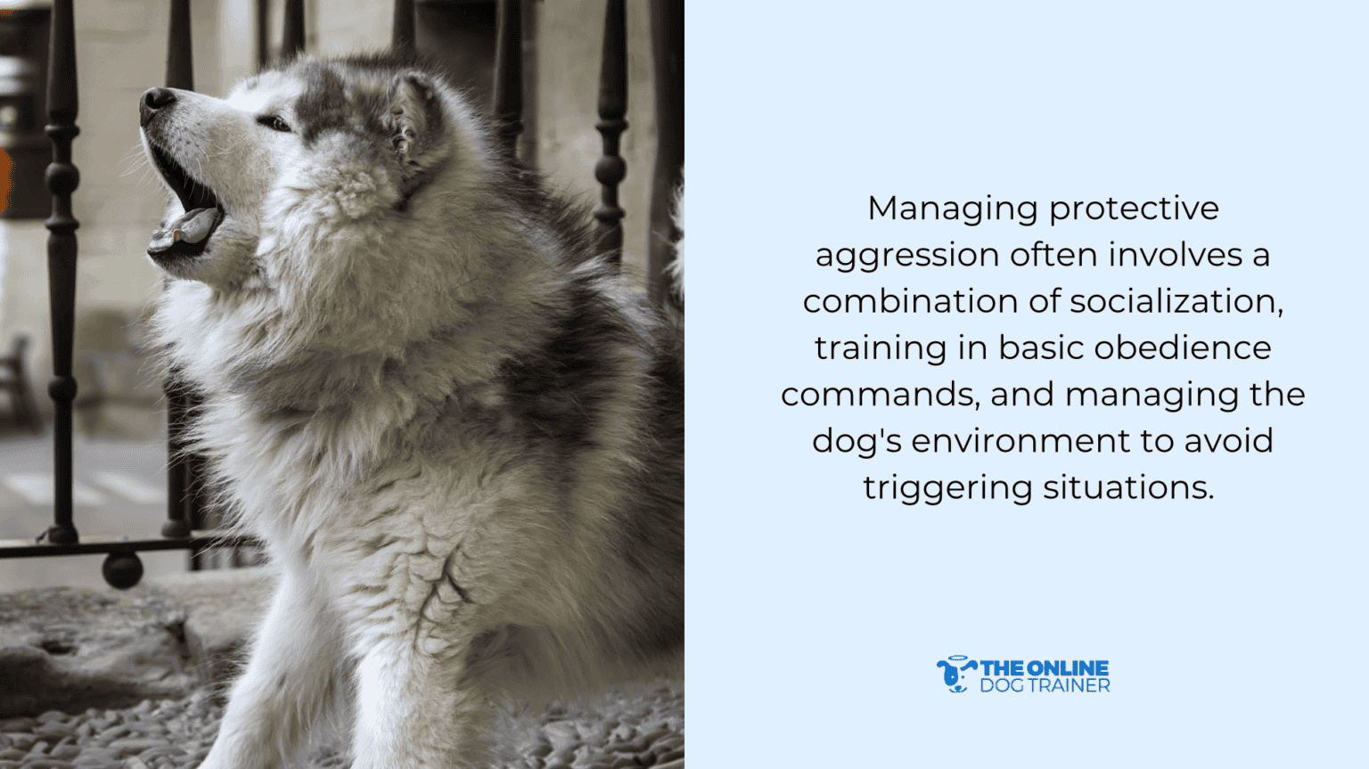 What To Do With An Aggressive Dog: Tips When They Approach You