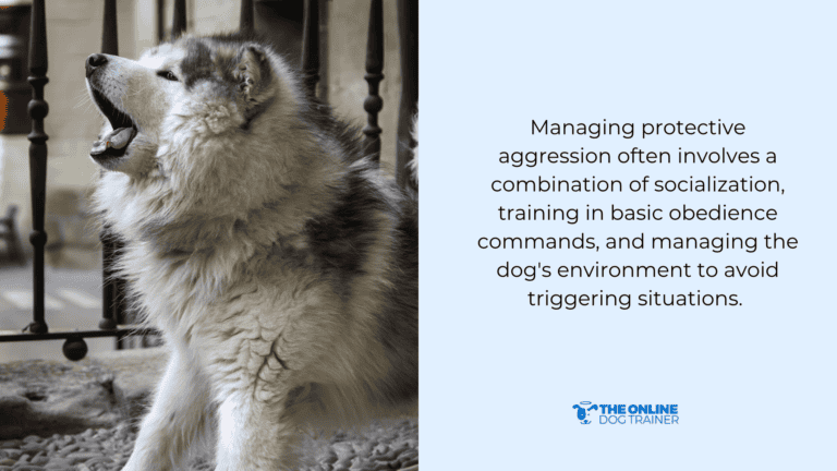 What To Do With An Aggressive Dog: Tips When They Approach You