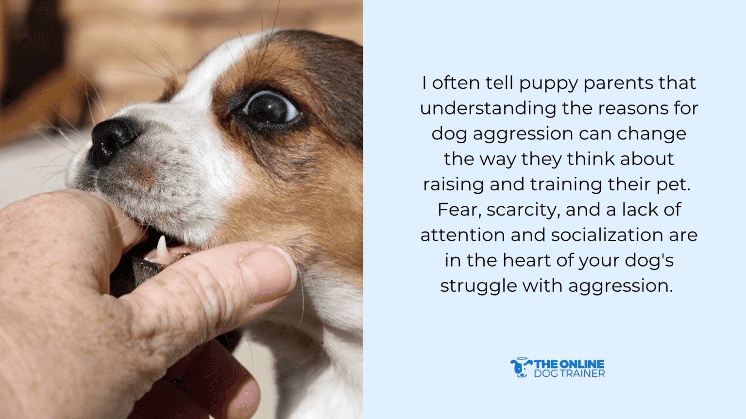 My Puppy Is Growling and Biting Me: 7 Ways To Correct It - The Online ...