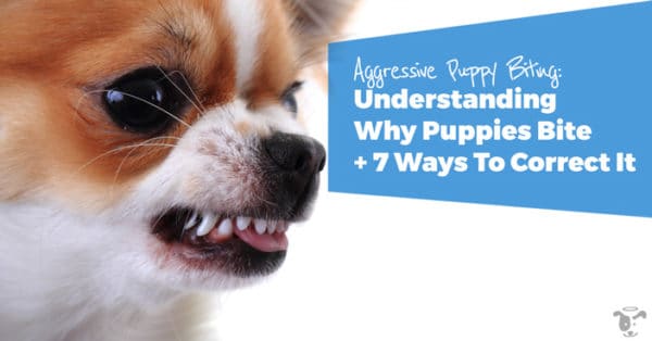 How to Stop Aggressive Puppy Biting: Understanding Why Puppies Bite + 7 ...