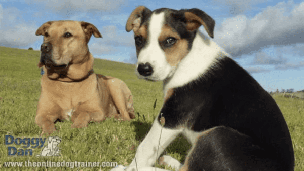 The Perfect 8-Week-Old Puppy Schedule: When to Potty, Exercise, Sleep ...