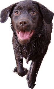 The Online Dog Trainer from Doggy Dan