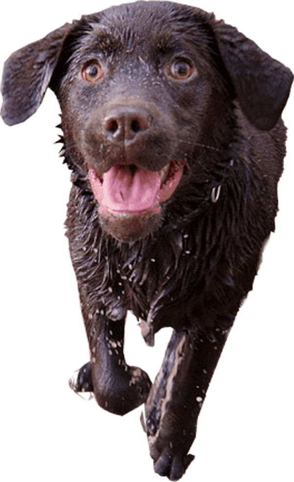 The Online Dog Trainer from Doggy Dan