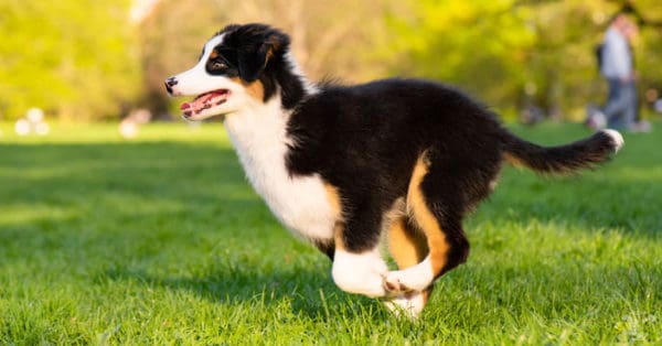 The Perfect 8-Week-Old Puppy Schedule: When to Potty, Exercise, Sleep ...