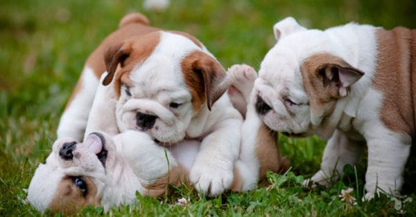 The Perfect 8-Week-Old Puppy Schedule: When to Potty, Exercise, Sleep ...