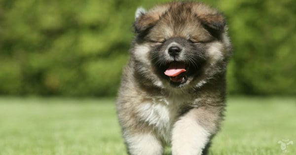 The Perfect 8-Week-Old Puppy Schedule: When to Potty, Exercise, Sleep ...