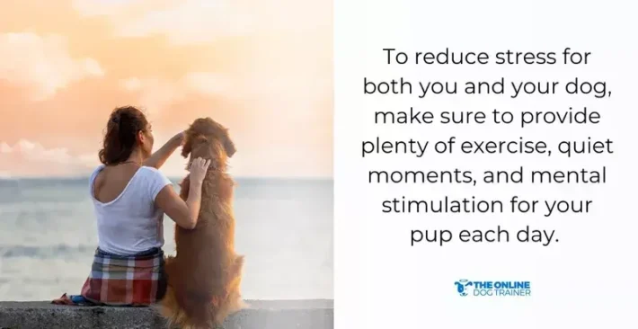 How to Calm Dogs Down: Why Alone Time is a NEED For Your Dogs