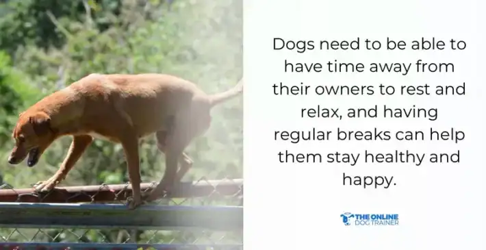 How to Calm Dogs Down: Why Alone Time is a NEED For Your Dogs