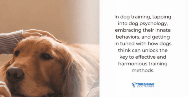 What Is My Dog Thinking: The Importance of Dog Psychology