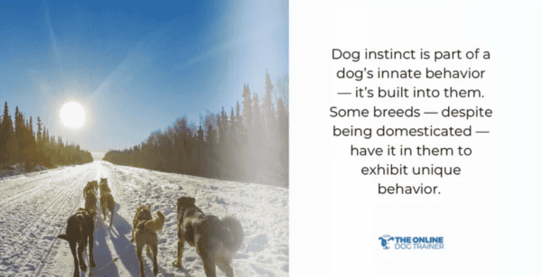 What Is My Dog Thinking: The Importance of Dog Psychology