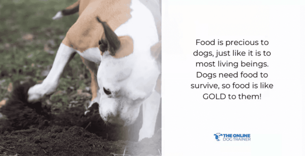 What Is My Dog Thinking: The Importance of Dog Psychology