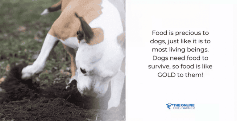 What Is My Dog Thinking: The Importance of Dog Psychology