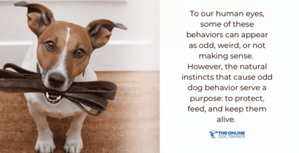 What Is My Dog Thinking: The Importance of Dog Psychology