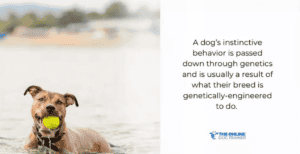 What Is My Dog Thinking: The Importance of Dog Psychology