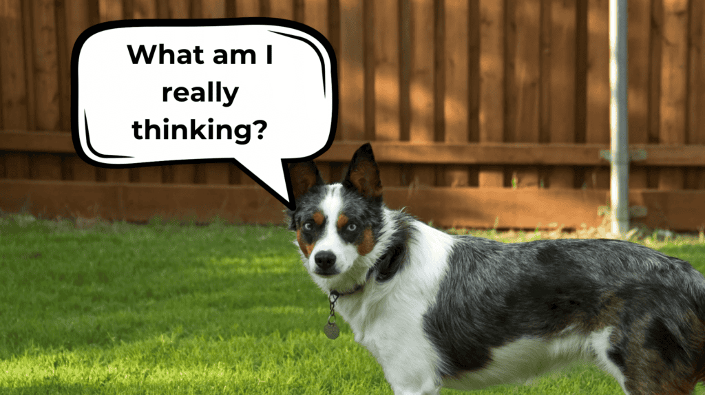 What Is My Dog Thinking: The Importance of Dog Psychology