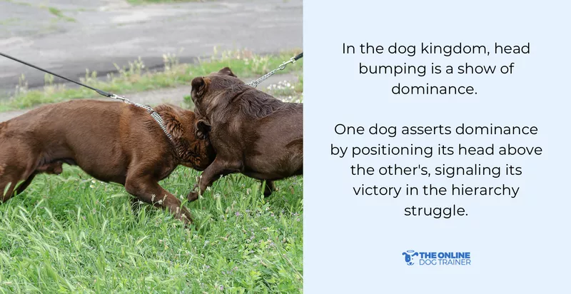 Dog Aggressive Stance: How to Handle a Dominant Dog