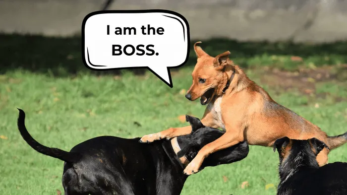 Dog Aggressive Stance: How to Handle a Dominant Dog