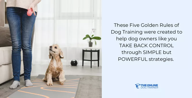 Dog Aggressive Stance: How to Handle a Dominant Dog
