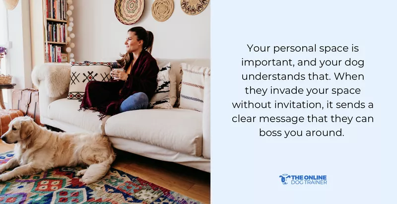 Dog Aggressive Stance: How to Handle a Dominant Dog